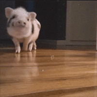 Pigs GIFs - Get the best gif on GIFER