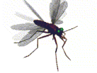 Mosquitos GIFs - Get the best gif on GIFER