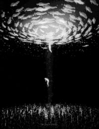 Carousel GIFs - Get the best gif on GIFER