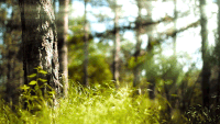 Forest GIFs - Get the best gif on GIFER