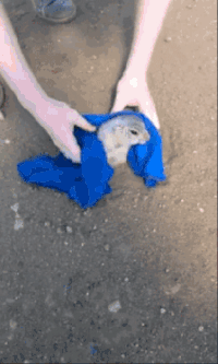 Prairie GIFs - Get the best gif on GIFER