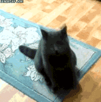 Begging GIFs - Get the best gif on GIFER