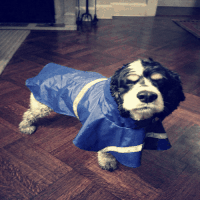 Cocker spanial GIF - Conseguir o melhor gif em GIFER