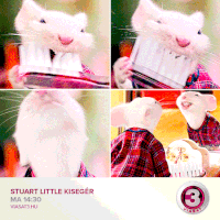 Little mouse GIFs - Get the best gif on GIFER