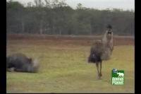 Emu GIFs - Get the best gif on GIFER