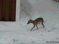 Greyhound GIFs - Get the best gif on GIFER