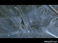 Glacier GIFs - Get the best gif on GIFER
