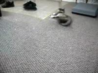 Stumble GIFs - Get the best gif on GIFER