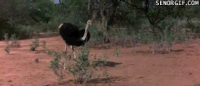 Ostrich GIFs - Get the best gif on GIFER