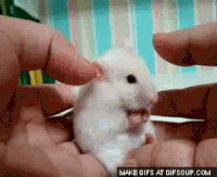 Ahhhh GIFs - Get the best gif on GIFER