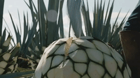 Agave GIFs - Get the best gif on GIFER