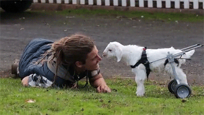 Tiny wheeling goat GIF - Conseguir o melhor gif em GIFER