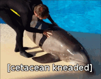 Wikipedia GIFs - Get the best gif on GIFER