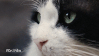 Purr GIFs - Get the best gif on GIFER