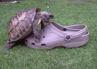 Tortoise GIFs - Get the best gif on GIFER