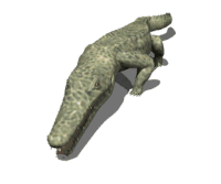 Alligators GIFs - Get the best gif on GIFER
