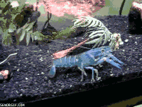Lobster GIFs - Get the best gif on GIFER