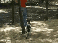 Ziege GIFs - Get the best gif on GIFER