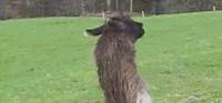 Lama GIFs - Get the best gif on GIFER