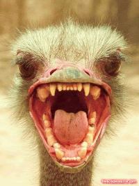 Australia GIFs - Get the best gif on GIFER