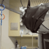 Bat GIFs - Get the best gif on GIFER
