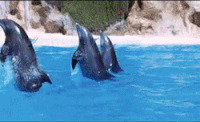 Dolphin GIFs - Get the best gif on GIFER