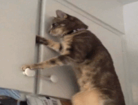 Crafty GIFs - Get the best gif on GIFER