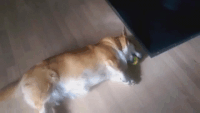 Corgi Running Gif