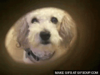 Пудель GIFs - Get the best gif on GIFER
