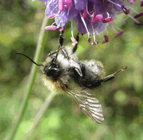 Botanica GIF - Conseguir o melhor gif em GIFER