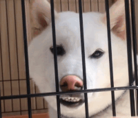 Derp GIFs - Get the best gif on GIFER