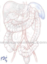 Anatomy GIFs - Get the best gif on GIFER