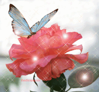 Butterflys GIFs - Get the best gif on GIFER