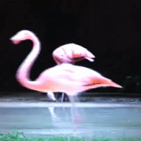Flamingo GIFs - Get the best gif on GIFER