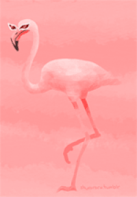 Flamingo GIFs - Get the best gif on GIFER