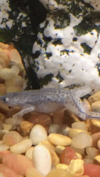 Nain GIFs - Obtenez le meilleur gif sur GIFER