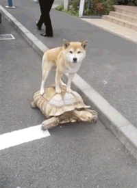 Speed GIFs - Get the best gif on GIFER