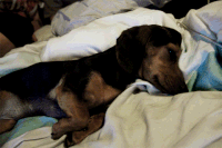 Dackel GIFs - Get the best gif on GIFER