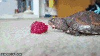 Raspberries GIFs - Get the best gif on GIFER