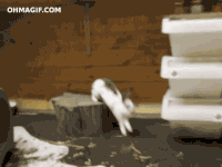 Reincarnation GIFs - Get the best gif on GIFER