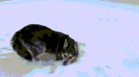 Nevada GIFs - Get the best gif on GIFER