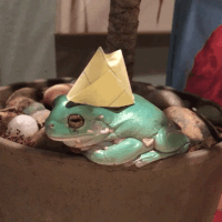 Tiny hats GIFs - Get the best gif on GIFER