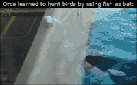 Orca GIFs - Get the best gif on GIFER