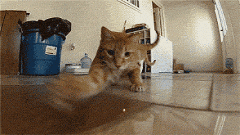 Prowling GIFs - Get the best gif on GIFER