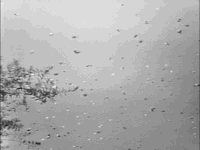 1959 GIFs - Get the best gif on GIFER