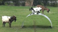 Balance GIFs - Get the best gif on GIFER