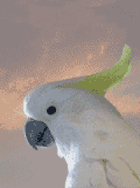 Cockatoo GIFs - Get the best gif on GIFER