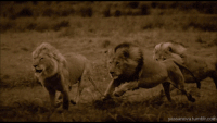Lion GIFs - Get the best gif on GIFER