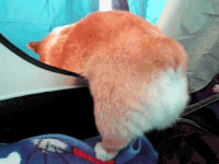 Corgie GIFs - Get the best gif on GIFER