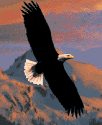 Adler GIFs - Get the best gif on GIFER